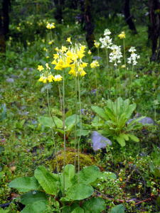 Tibetan sky flowers