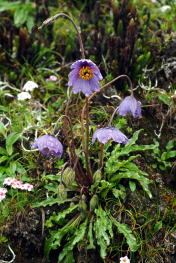 Tibetan sky flowers