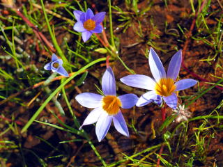 Cape Spring Iris Heaven